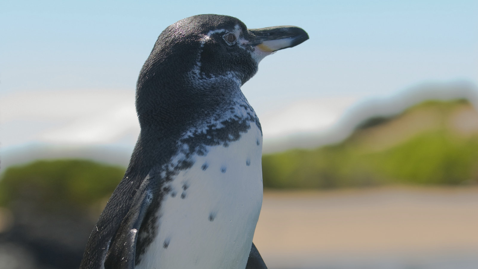 Petition Help Save The Galapagos Penguins Change petition-help-save-the-galapagos-penguins-change