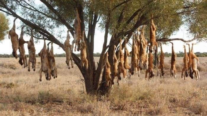 Petition · Help save the dingo from becoming extinct. - Australia ...