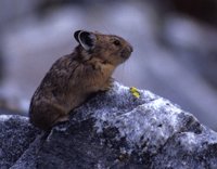 Petition · Help Protect Pikas From Global Warming‏ - United States ...