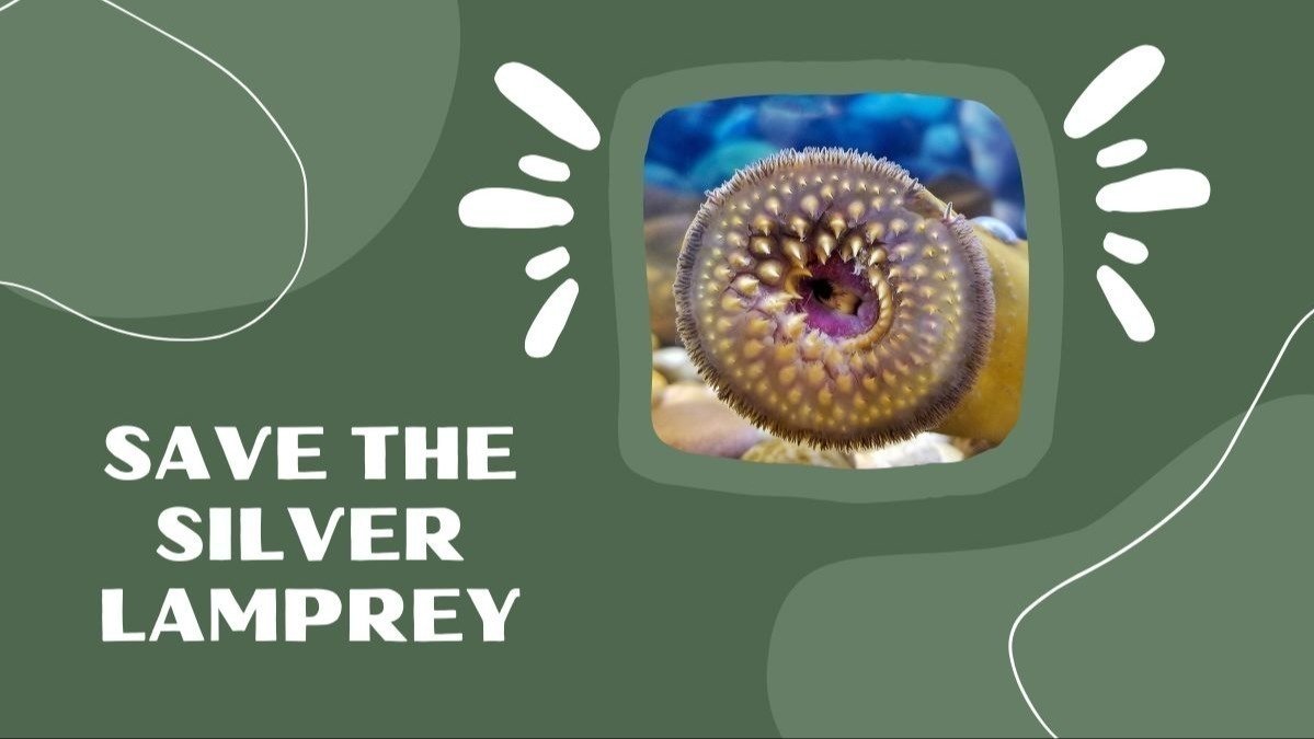 Petition · Save the Silver Lamprey - Canada · Change.org