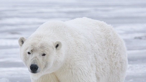 Petition · STOP WILLOW PROJECT - Canada · Change.org