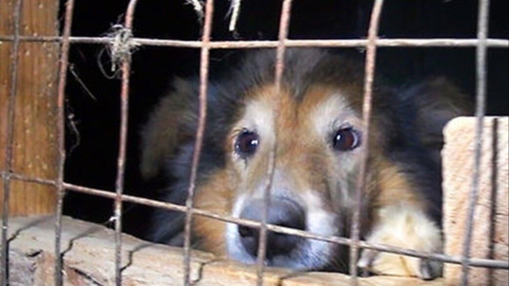 Petition · End Commercial Dog Breeding/ Shut Down Puppy Mills in Ohio ...
