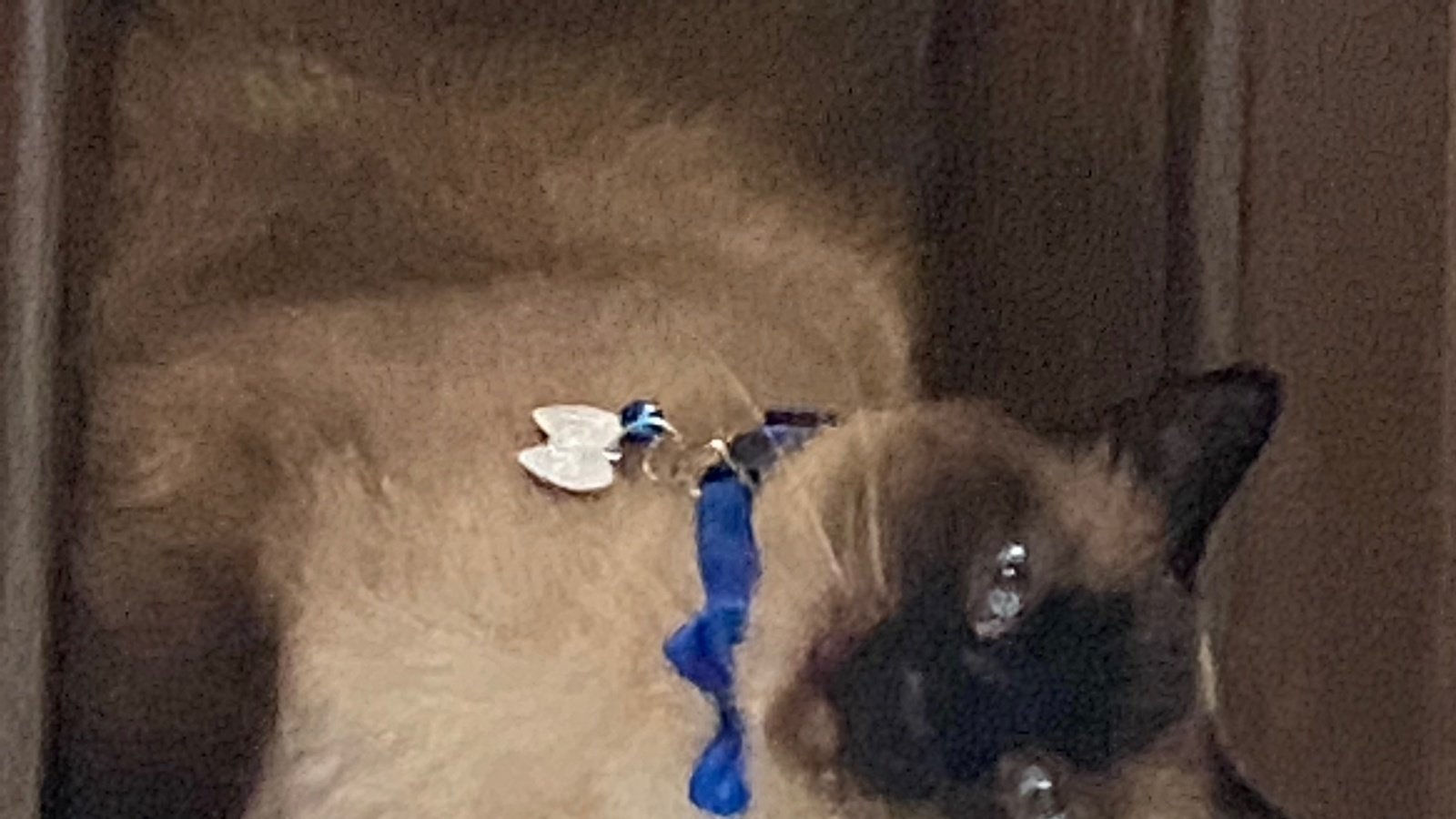 Petition · Convince daniel to become a youtuber - United States ...