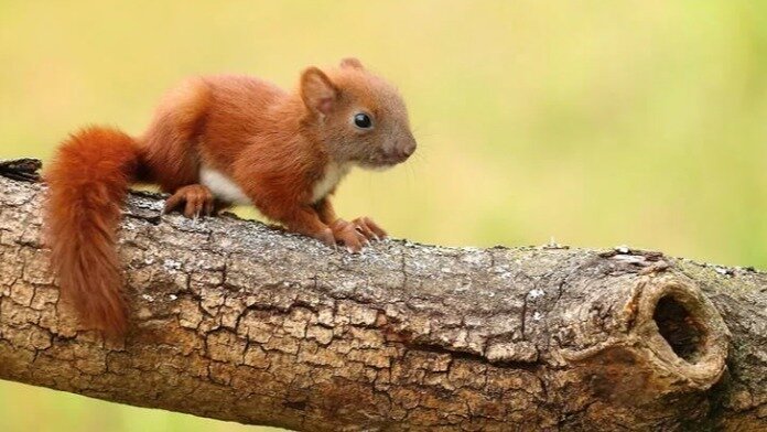Petition · Save Our Red Squirrels! Protect Our Native animals from ...