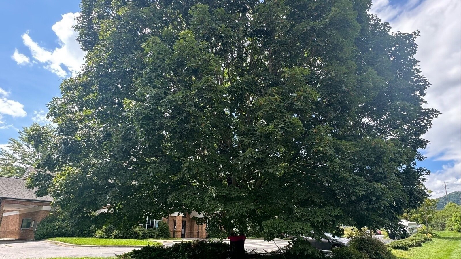 Petition · SAVE THE SUNTRUST MAPLE TREE - Black Mountain, United States ...