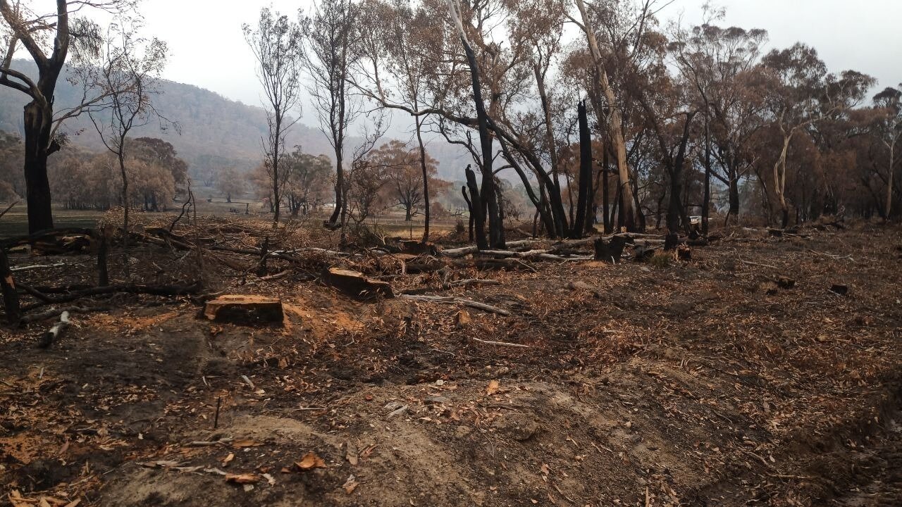 Petition · Save the roadside trees from being clearfell around Mount ...