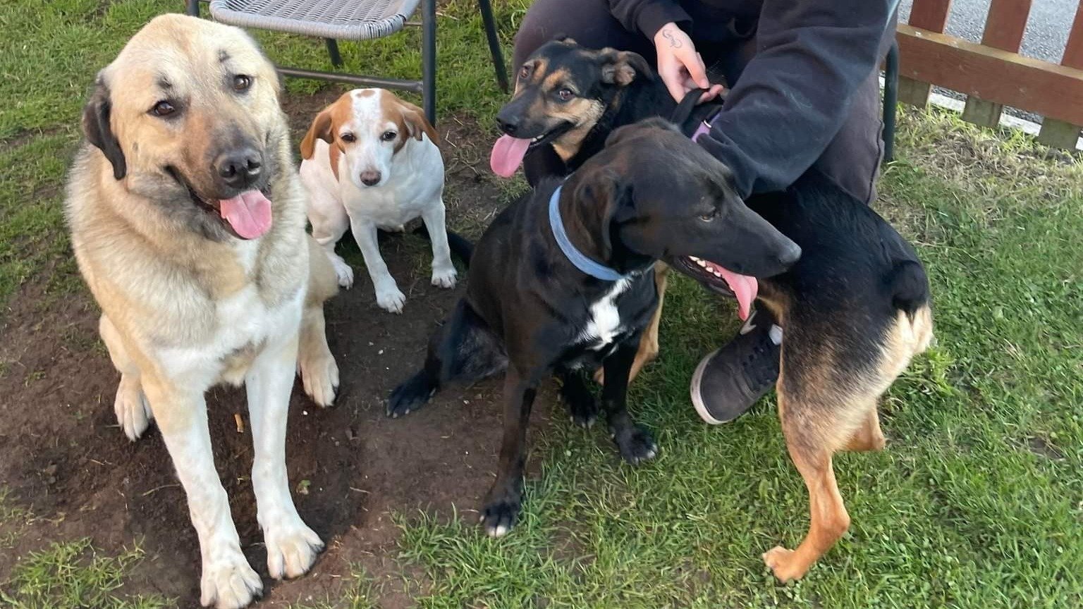 Petition · Recognise Emotional Support Animals in the UK - United ...