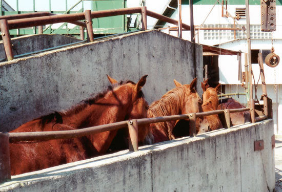 Petition · Protect the last American Wild Horses from Slaughter ...