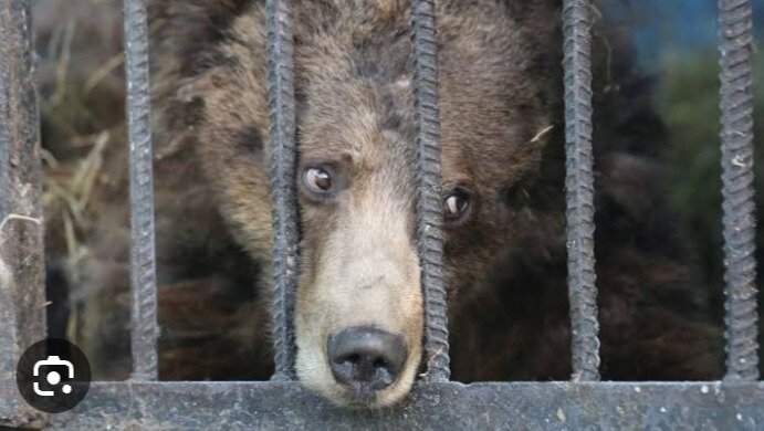 Petition · Trapped Spirits: The Plight of Captive Animals and the Quest ...