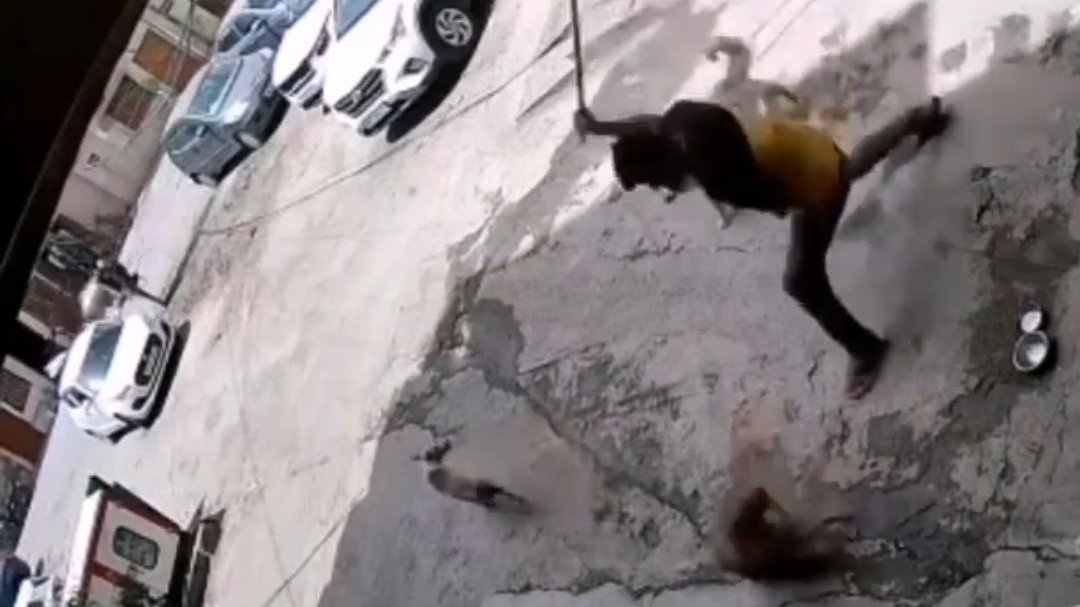 Petition · Strict law for animal cruelty. - India · Change.org