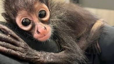 Petition · Petition for the monkey clan to make the monkey clan global ...