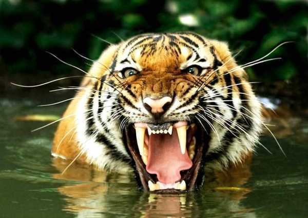 Petition · Tiger needs attention : Stop conflict between man and tiger ...