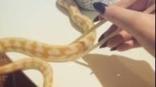 Petition · Change “snake” to “danger noodle” - United States · Change.org