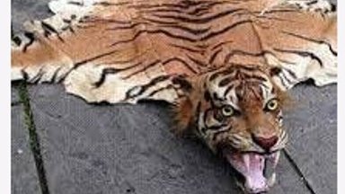 Petition · Poaching Needs to Stop! - United States · Change.org