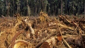 Petition · Help stop deforestation - New Zealand · Change.org