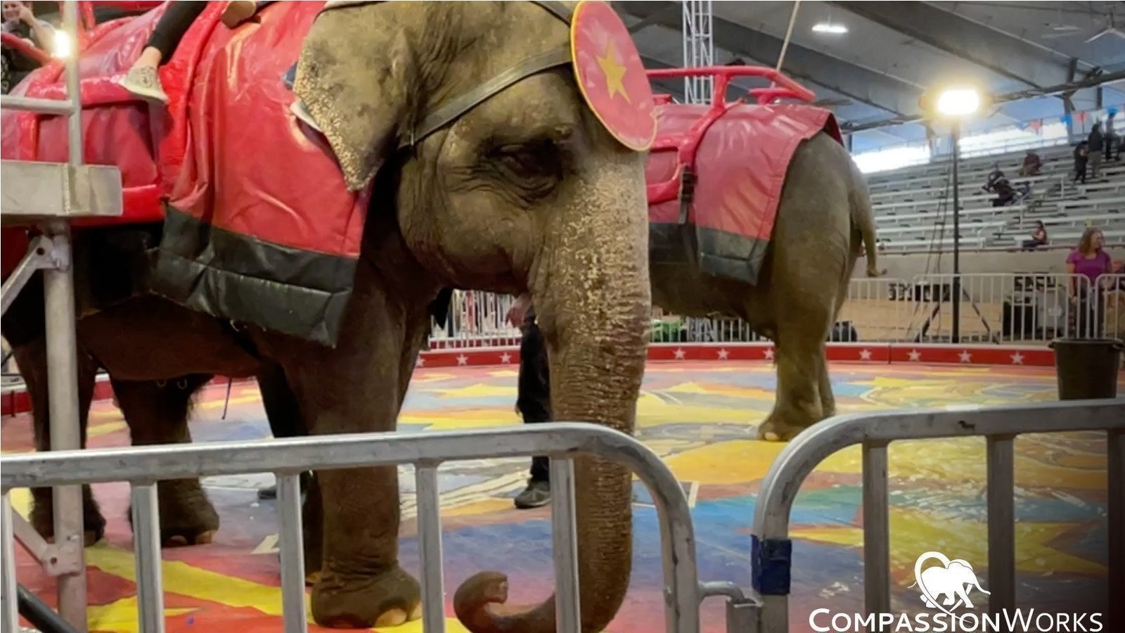 Petition update · Betty the elephant has been spotted in Texas · Change ...