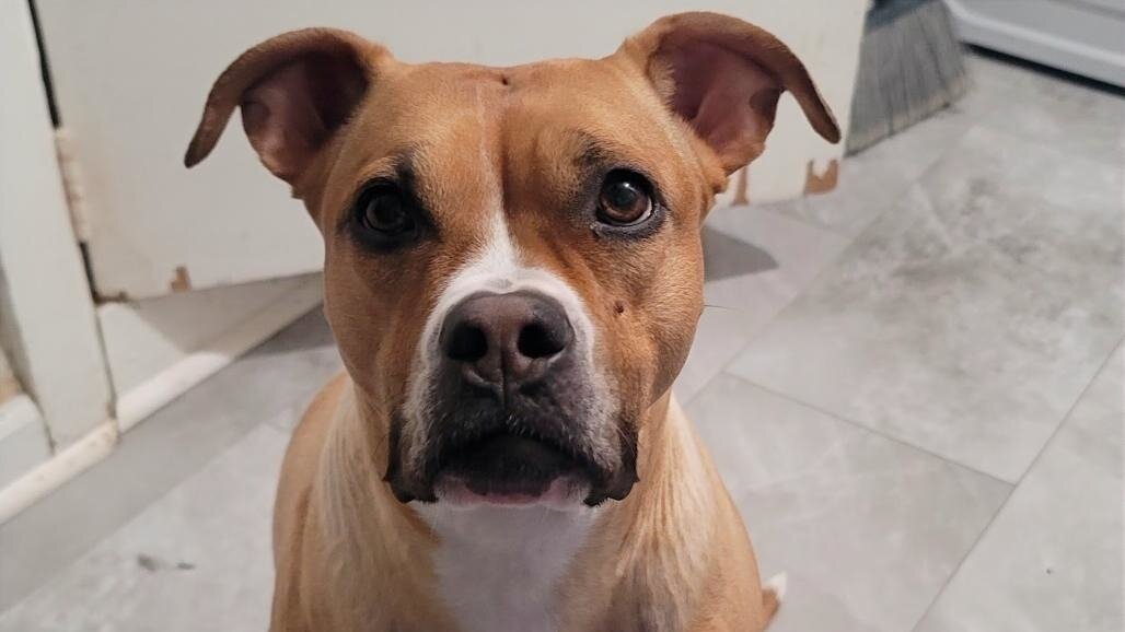 Petition · Urge ACCT Philly to Raise Funds for Animal Billboards ...