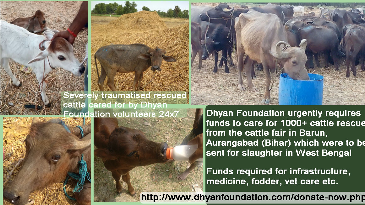Petition · Support DhyanFoundation Rehabilitate 1000+ Cattle Rescued ...
