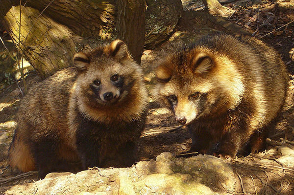 Petition · Ban UGGS from using fur from animals skinned alive - United ...