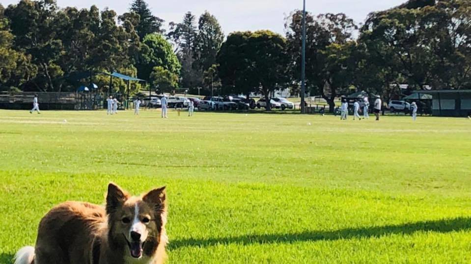 Petition · Save Mt Claremont Oval - Ditch the Pitch - Australia ...