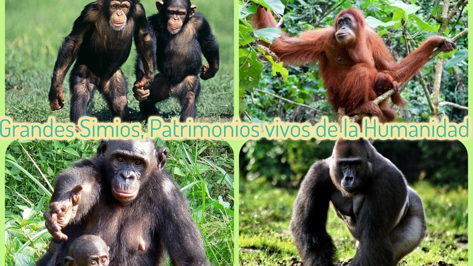 Petición · Declaren a los Grandes Simios como Patrimonios vivos de la ...