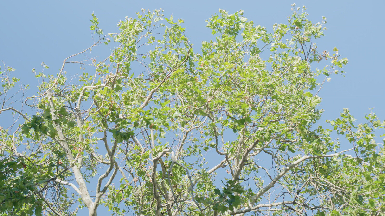 Petition · Tree Replacement and Restoration at 5th and D Streets ...