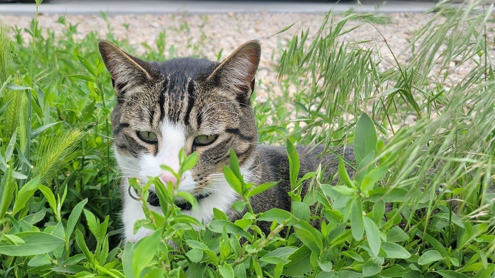 Petition · Legalize Free Roaming for Cats in Sandy, UT - Sandy, United ...