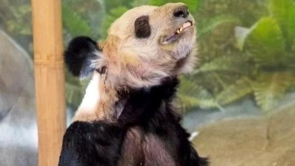 Petition · Ban “Memphis zoo” having another panda - United States ...