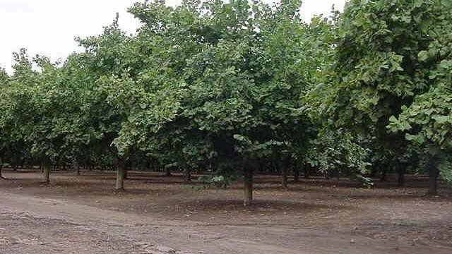 Petition · Change the name of Oregon Hazelnuts to Filberts - United ...