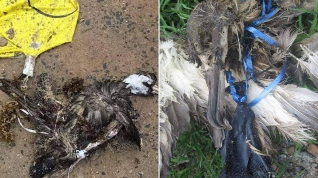 Petition · Ban Balloon Releases to Protect Wildlife and Waterways ...