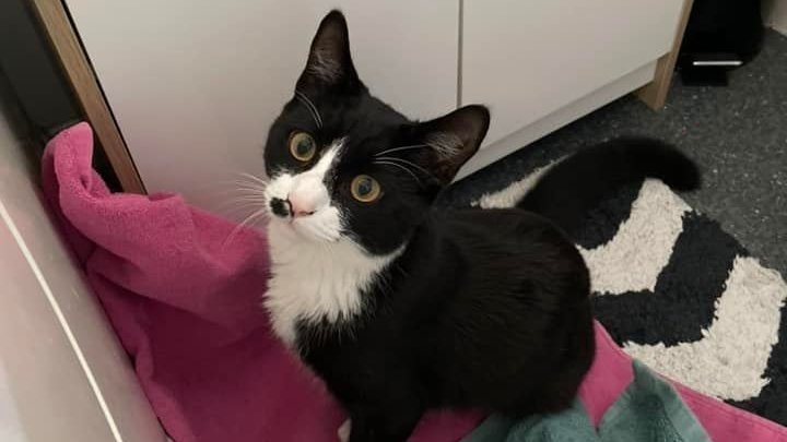 Petition · Make it law to report a collision with a cat - United ...