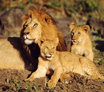 Petition · Save the Lions! - United States · Change.org