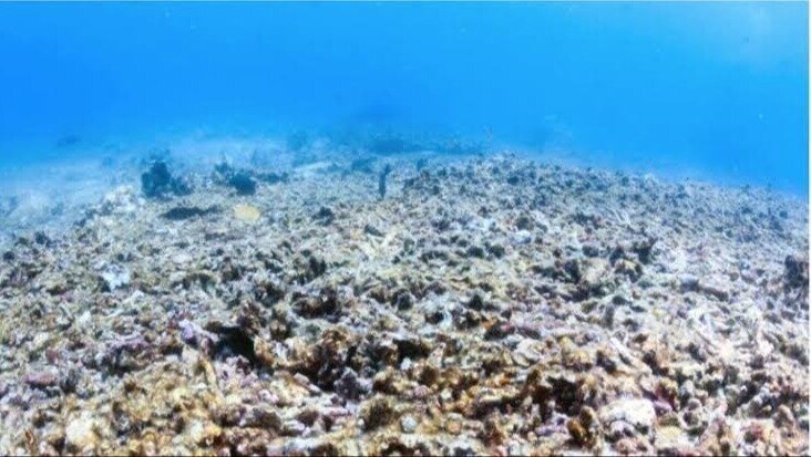 Petition · Save the Corals from Outrageous Illegal Giant Clams ...