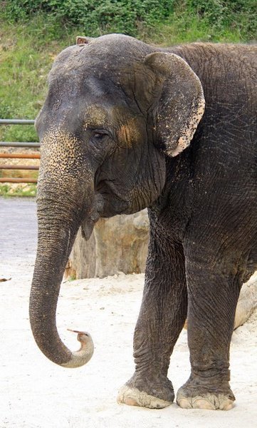 Petition · Build Anne her habitat ,pool and to provide her with an ...