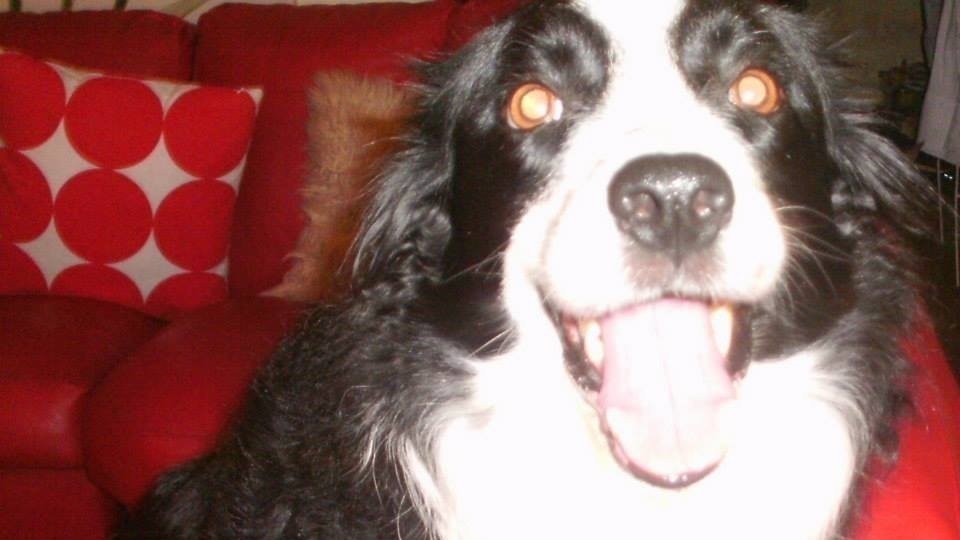 Petition · Raise Awareness and ban the sale of RAWHIDE which can be ...