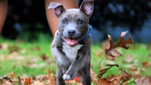 Petition · Pit Bull Defenders South Africa - South Africa · Change.org