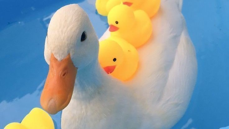 Petition · Emma's pet duck - United States · Change.org