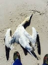 Petition · SAVE BIRDS SAVE LIFE - India · Change.org