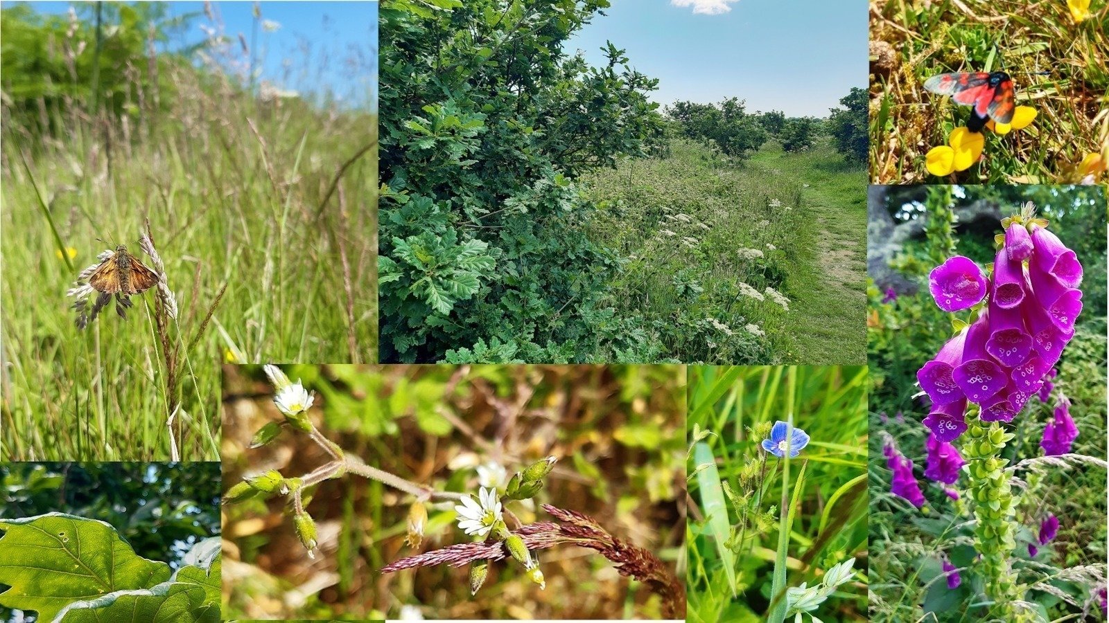 Petition · Oppose the planned housing development at Dudman Farm ...