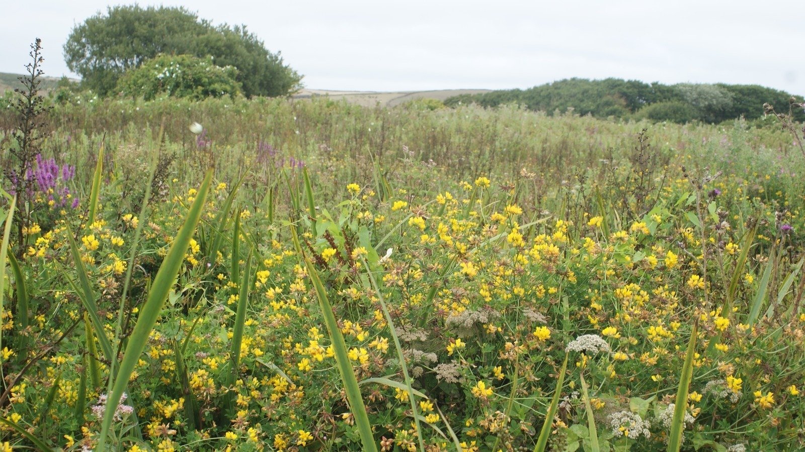 Petition update · Non-native plants outnumber British flora, major ...