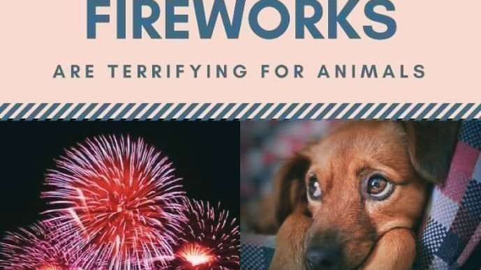 Petition · Ban/limit Fireworks in Malaysia to Protect Animals ...