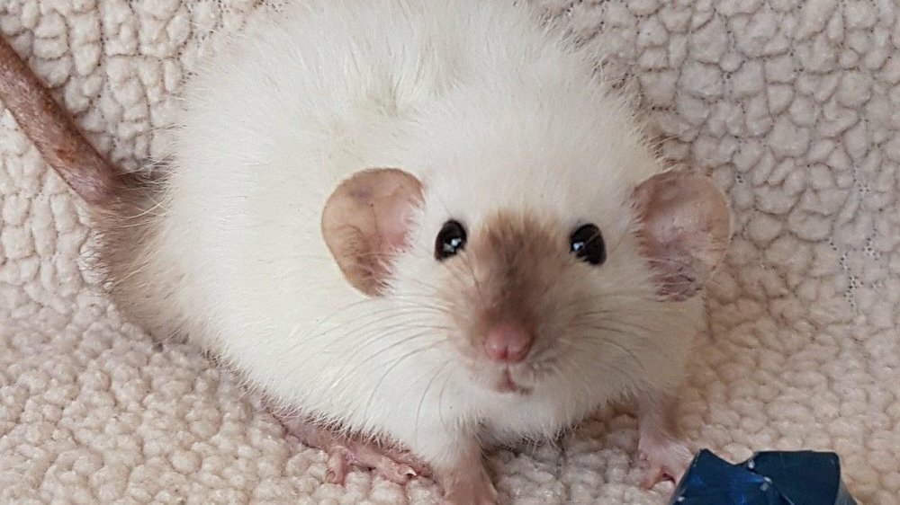 Petition · Let Julie have a pet rat - United States · Change.org