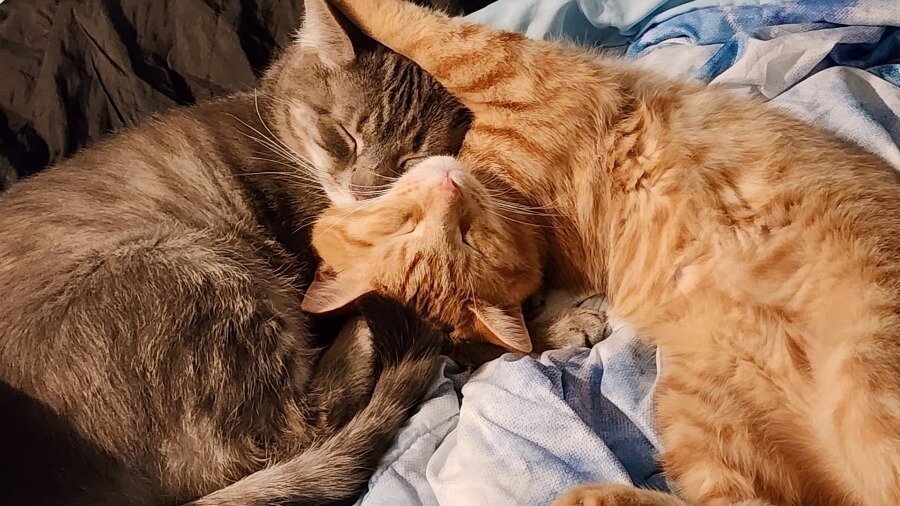 Petition · Implement Stricter Laws for Pet Ownership and Breeding ...