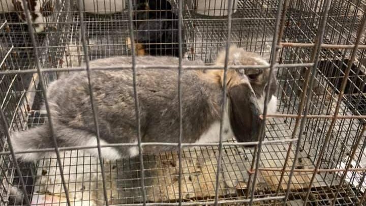 Petition · Ethical Treatment of Rabbits at South Carolina State Fair ...