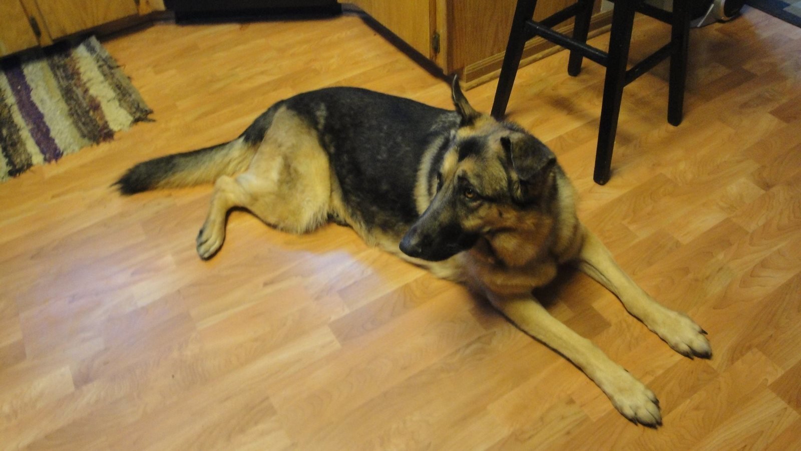 Petition · Stop unjust animal euthanasia. - United States · Change.org