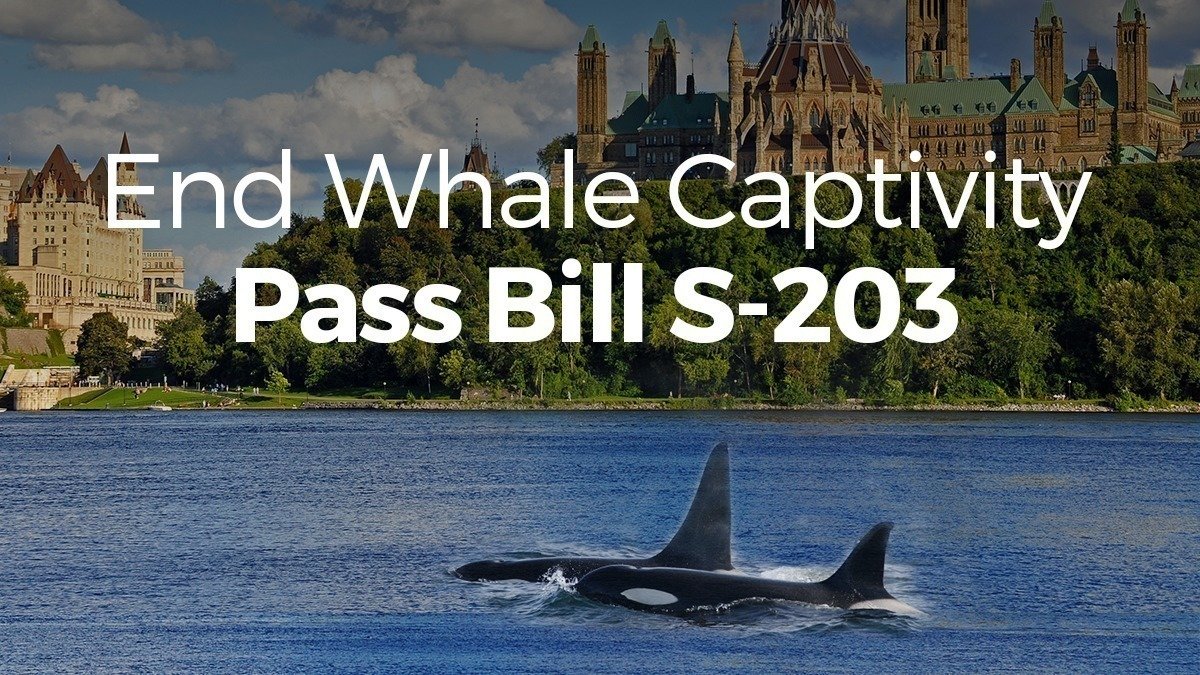 Petition update · End Whale Captivity - Petition to Parliament · Change ...