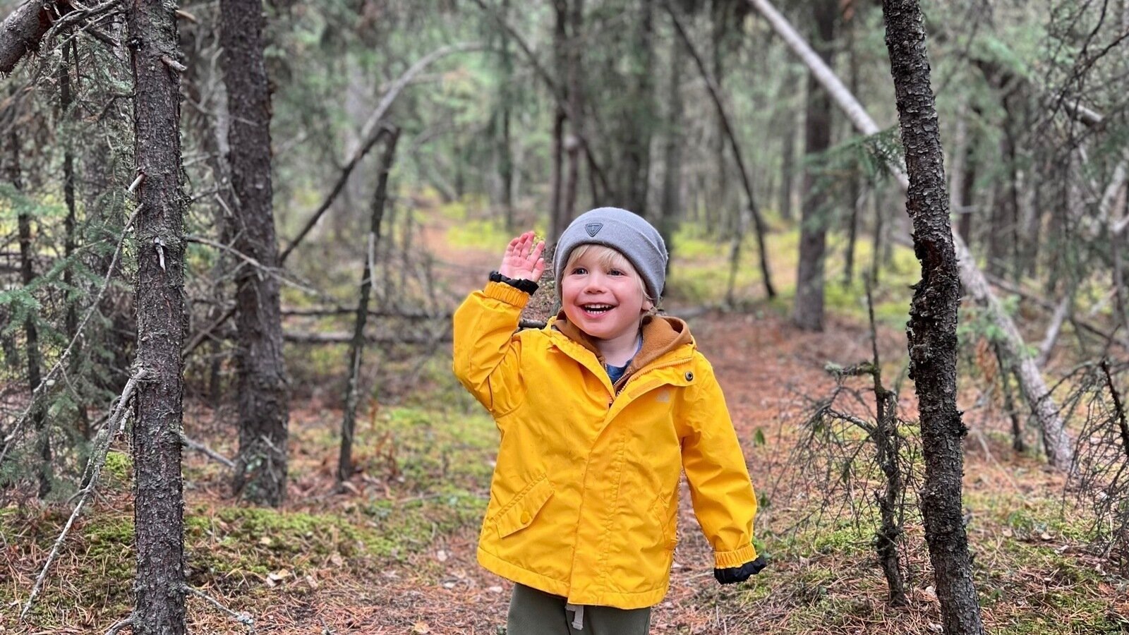 Petition · Prevent the Clear-Cutting of Takhini North Forest ...