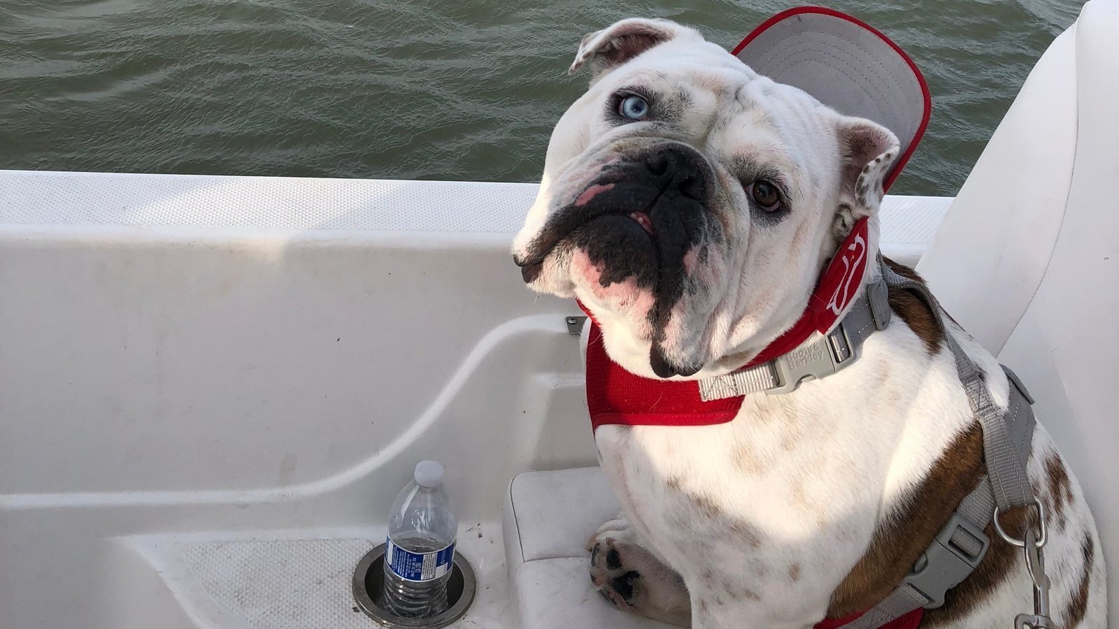 Petition · Harley's Law: Mandate Protocols to Release pets after ...