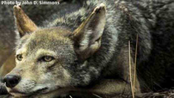 Petition · Tell the USFWS to Save the Red Wolf Recovery Program ...
