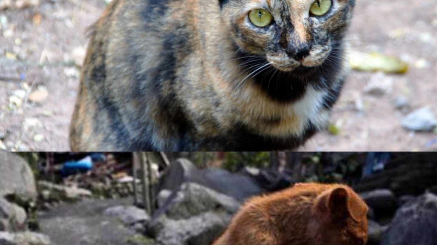 Petition · Empower Iligan City to Manage Stray Animal Populations and ...
